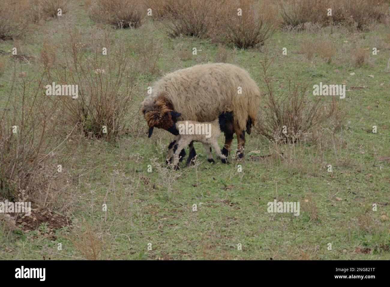 Photo of newborn lamb with mother in Sidon, South Lebanon, Feb. 3, 1971 ...