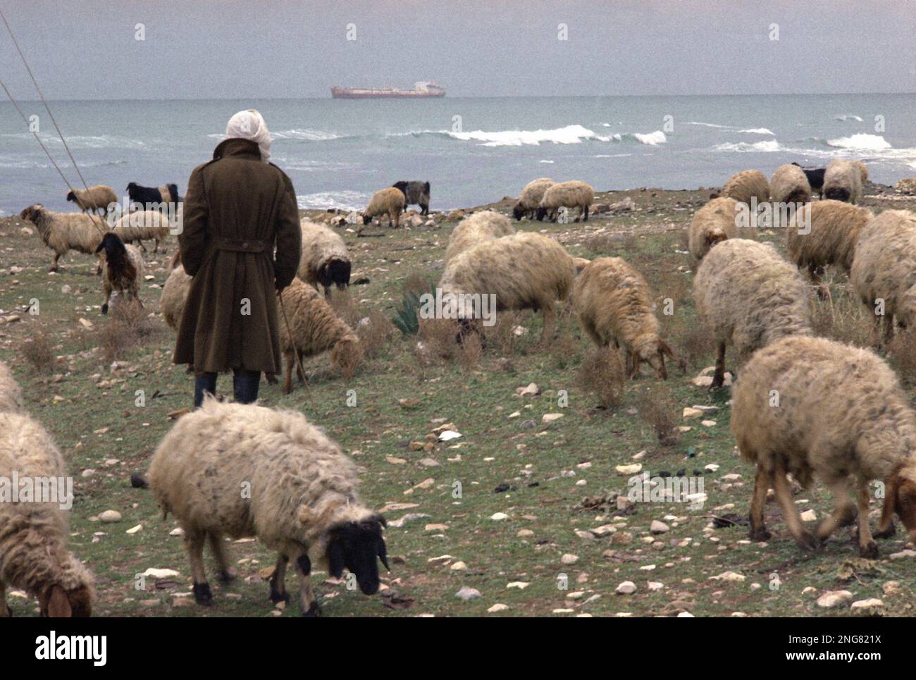 Lebanese woman standing among sheep in Sidon, South Lebanon with oil ...