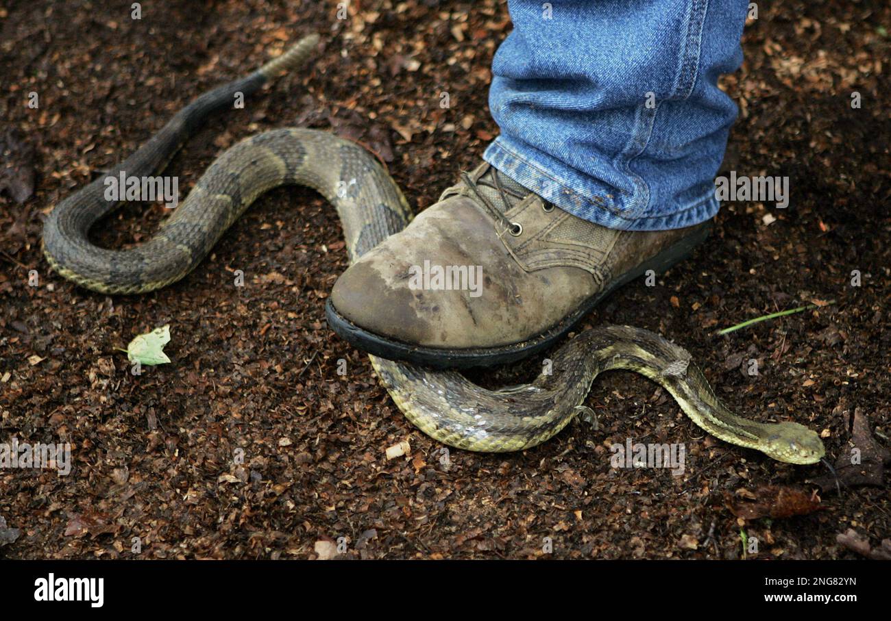 Keystone Reptile Club president Bill Wheeler Jr., gently holds a yellow ...