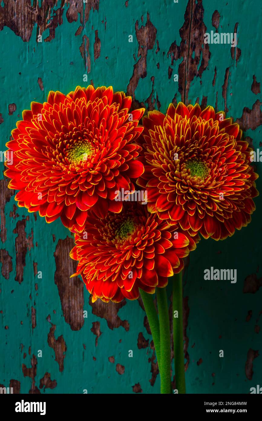 Three Rustic Mums Stock Photo - Alamy