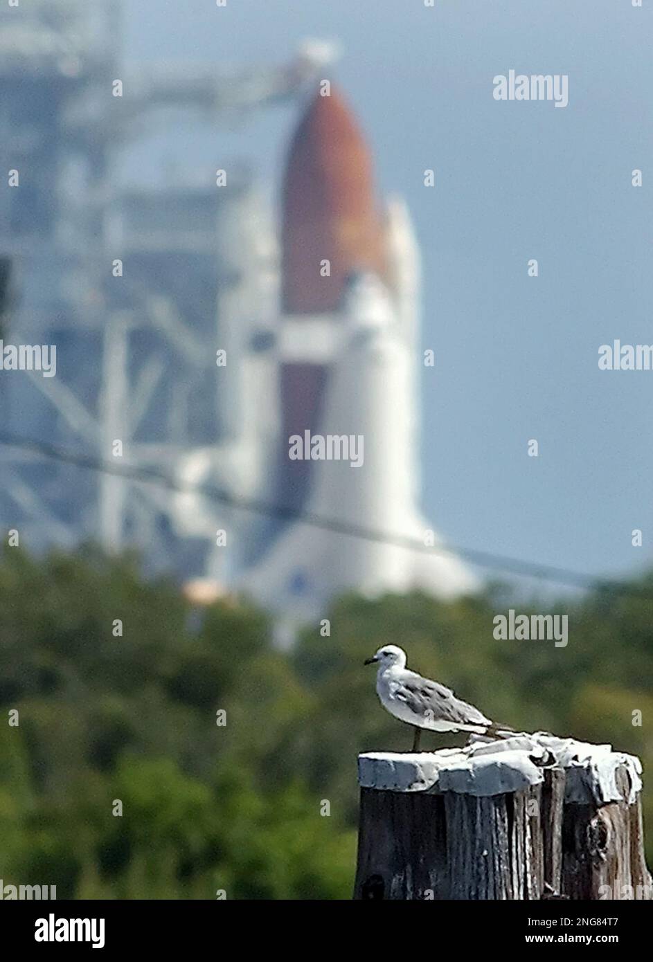 A sea gull sits on a post while the space shuttle Atlantis sits on ...