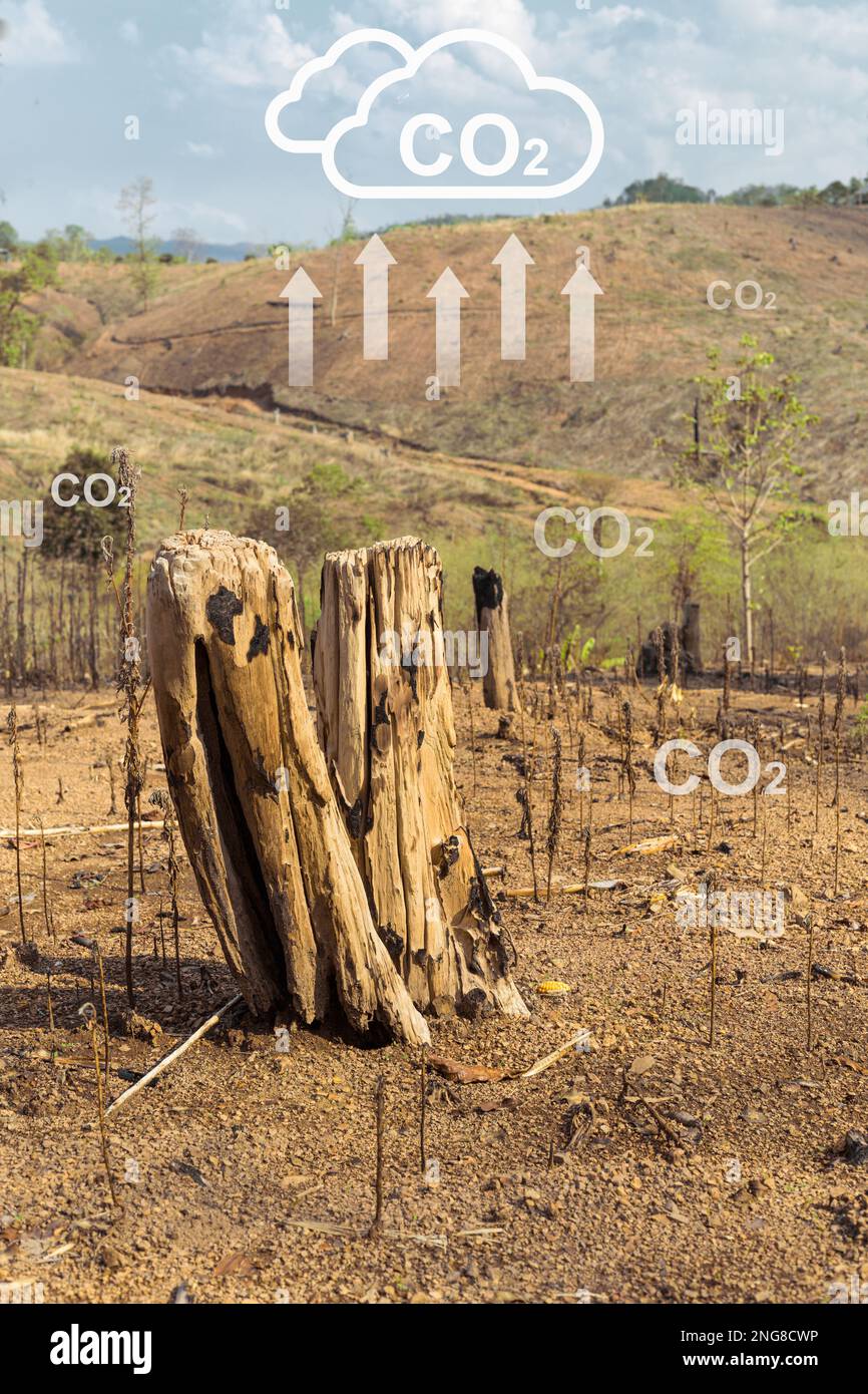 Deforestation are the anthropogenic source of atmospheric carbon dioxide emissions cause of ...