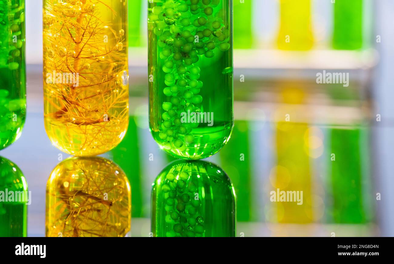 Algae fuel biofuel industry lab researching for alternative to fossil ...