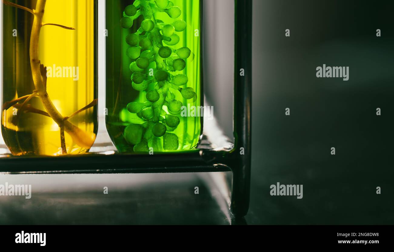 Algae biofuel production hi-res stock photography and images - Alamy