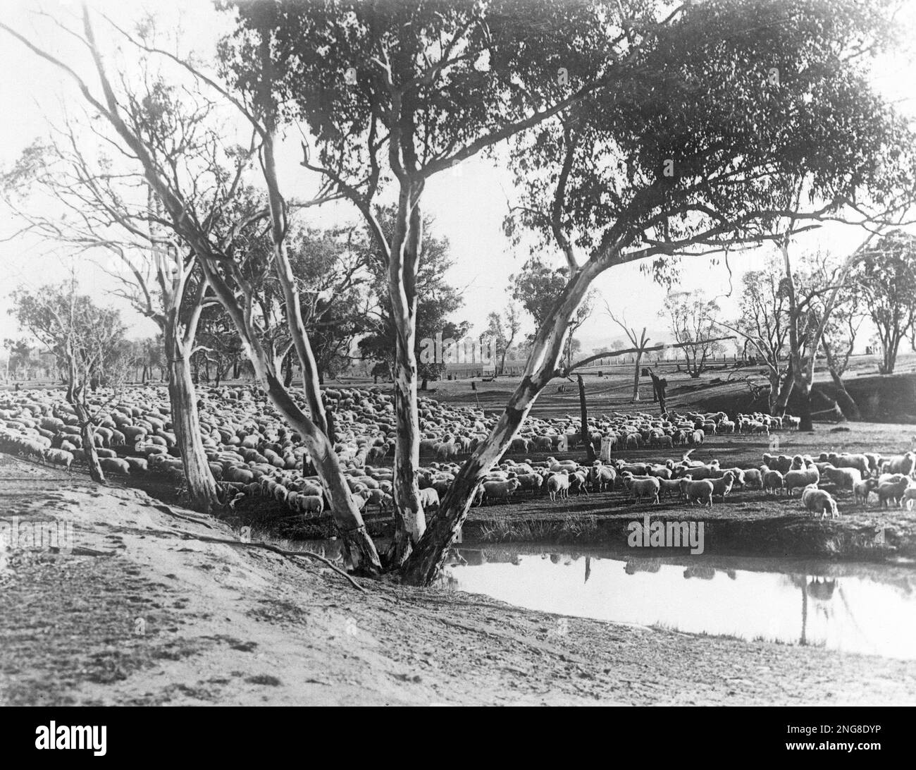 Flock of sheep on a farm in Western Australia, Sept. 1927. (AP Photo ...