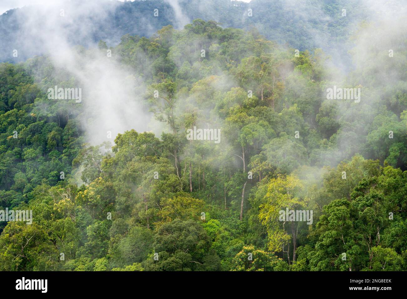 Tropical forests in rainy season , Southeast asian Stock Photo - Alamy