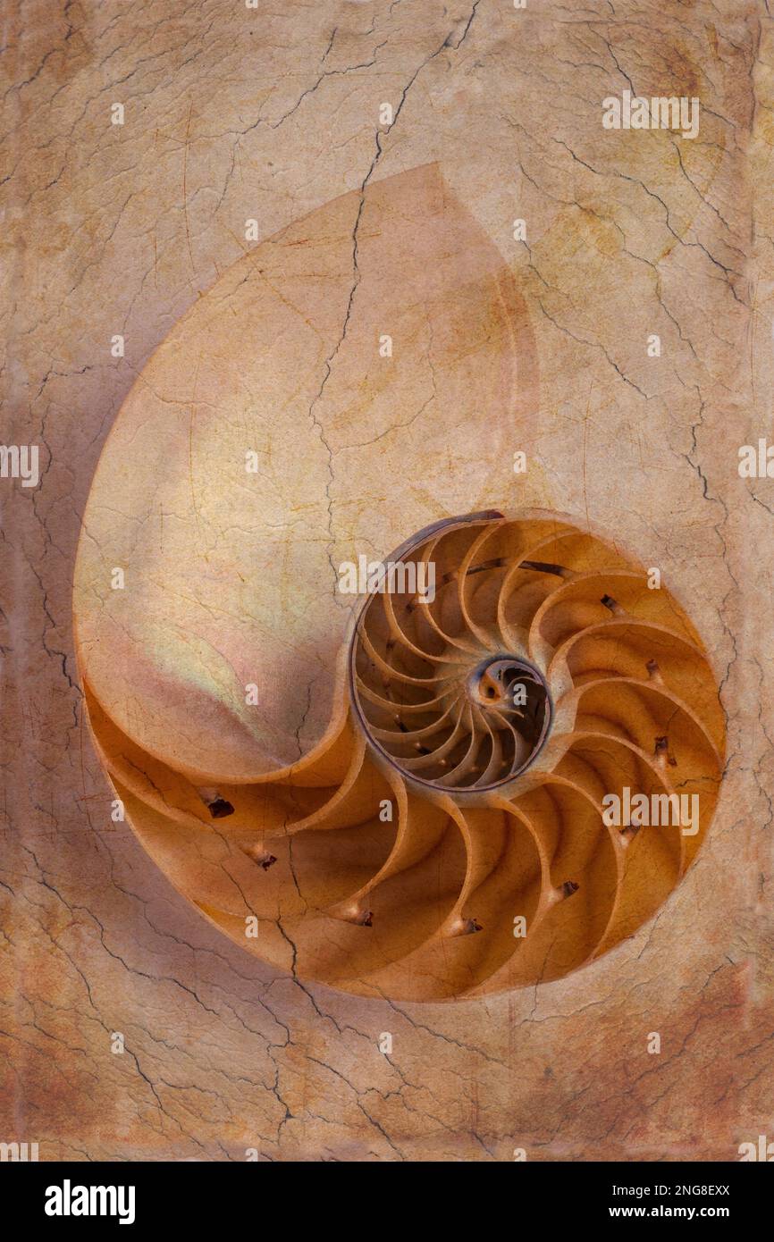 Earthy Nautilus Shell texture cracks Stock Photo - Alamy