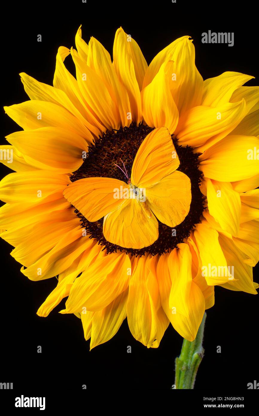 Insects on sunflower hi-res stock photography and images - Alamy