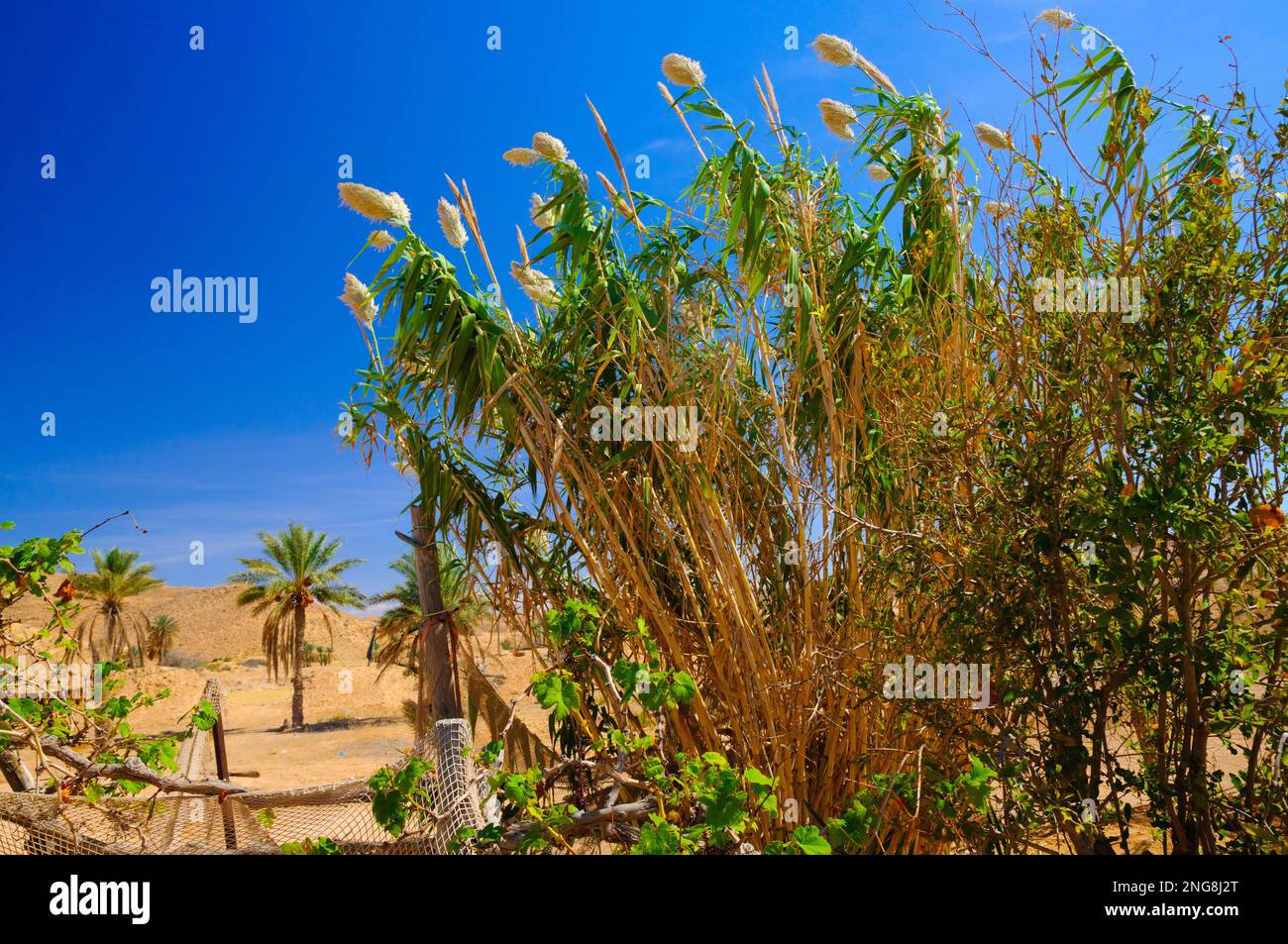 Bushes in Sahara desert in Tunisia, North Africa Stock Photo - Alamy