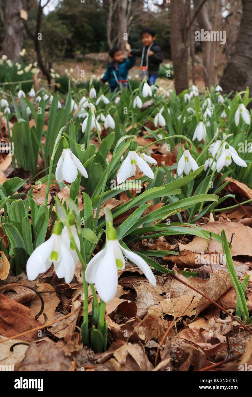 Flowers of Snowdrop (Galanthus) are in full bloom at a Botanical Garden ...