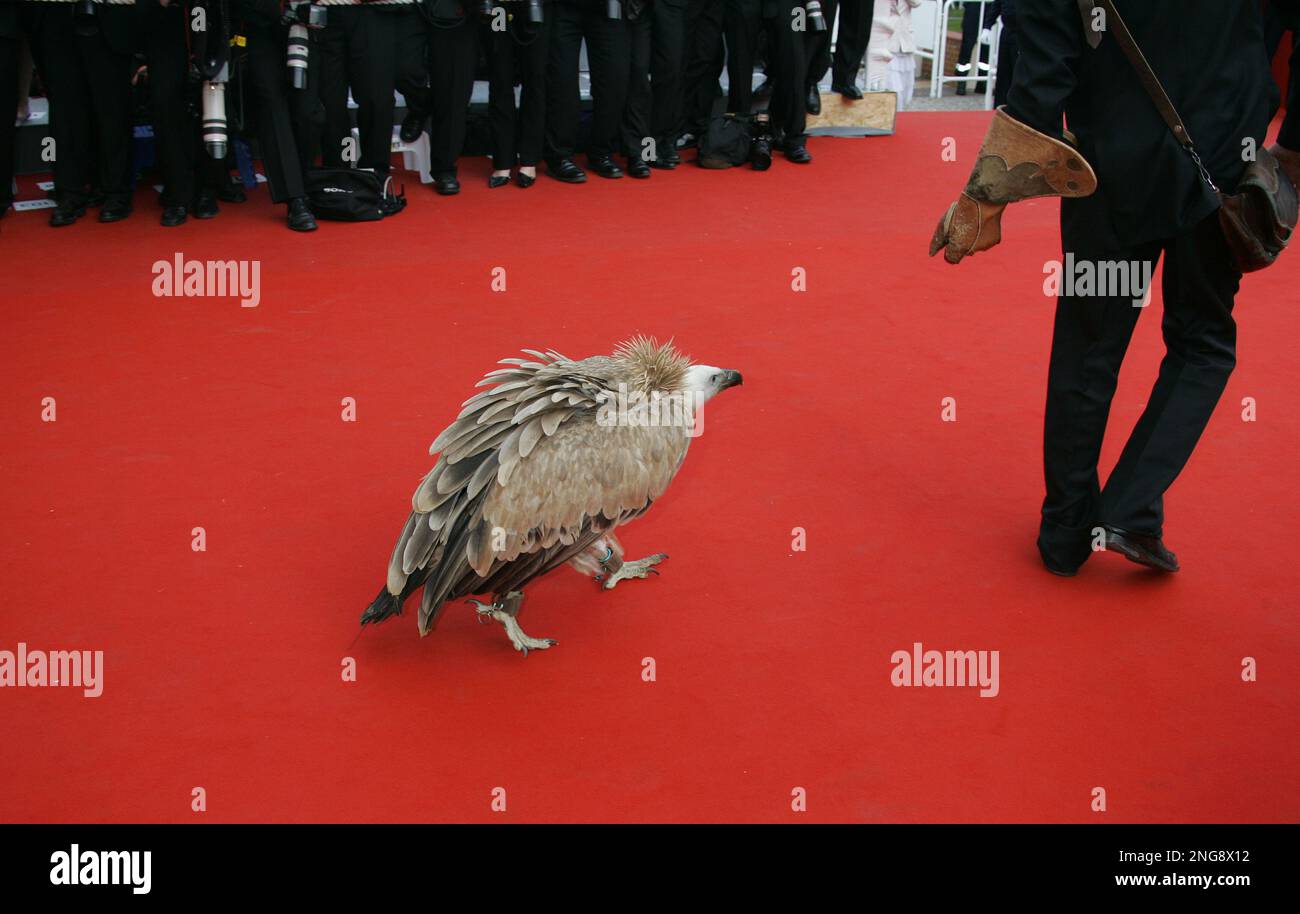 A vulture and its handler appear on the red carpet during arrivals for ...