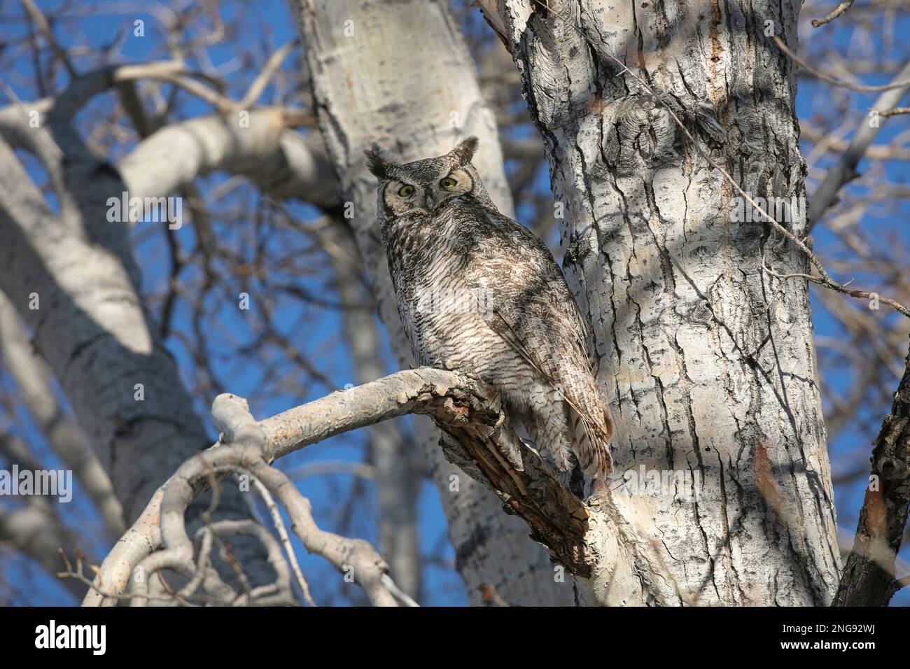 Grey horned owl hi-res stock photography and images - Alamy