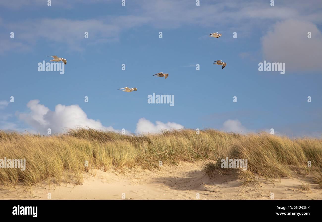 Horsfall oregon hi-res stock photography and images - Alamy