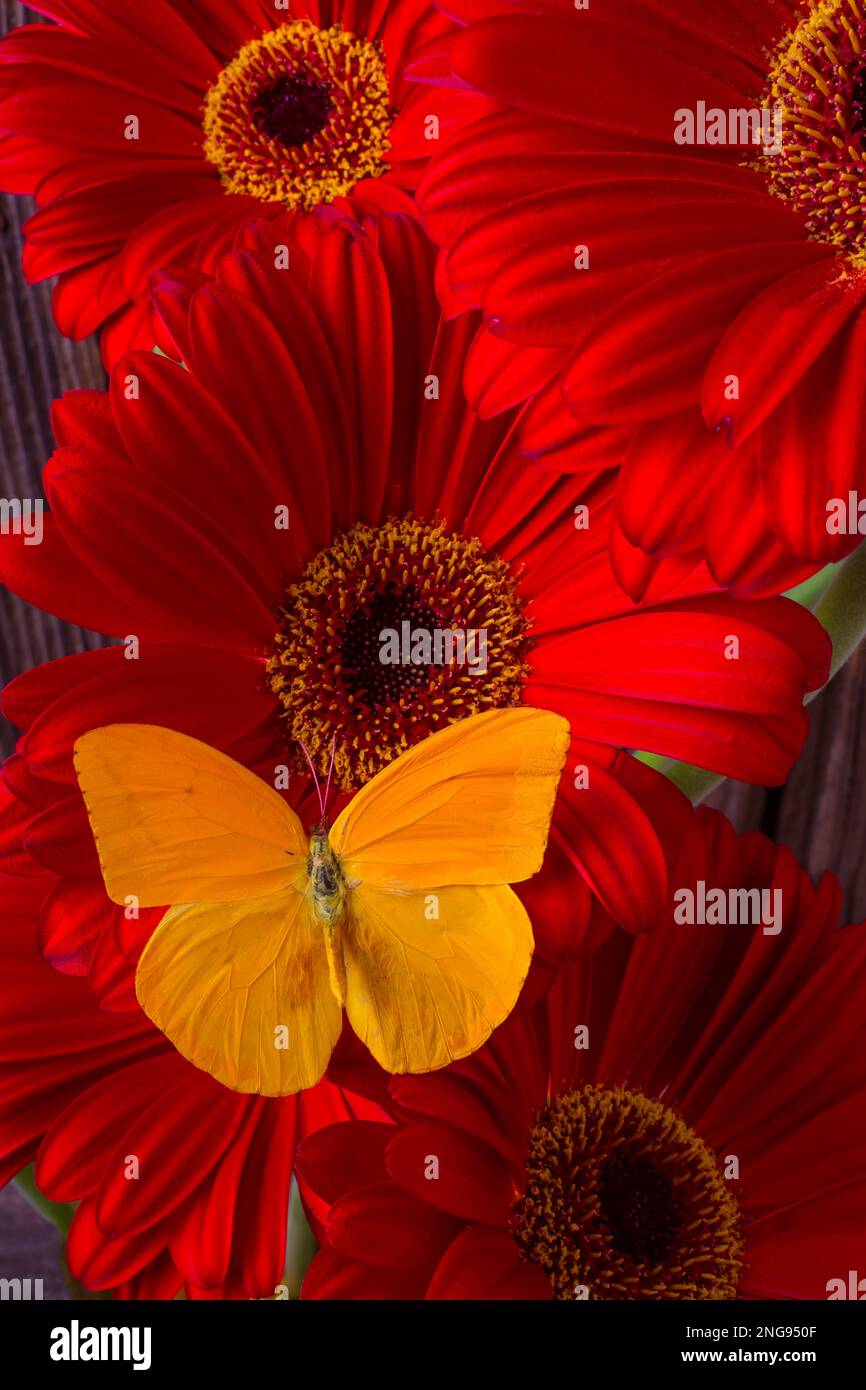 Red and yellow butterfly hi-res stock photography and images - Alamy
