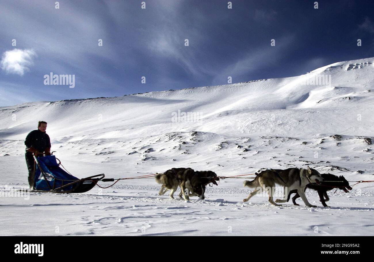 Leader of the Conservative Party David Cameron driving a Dog-sled on ...