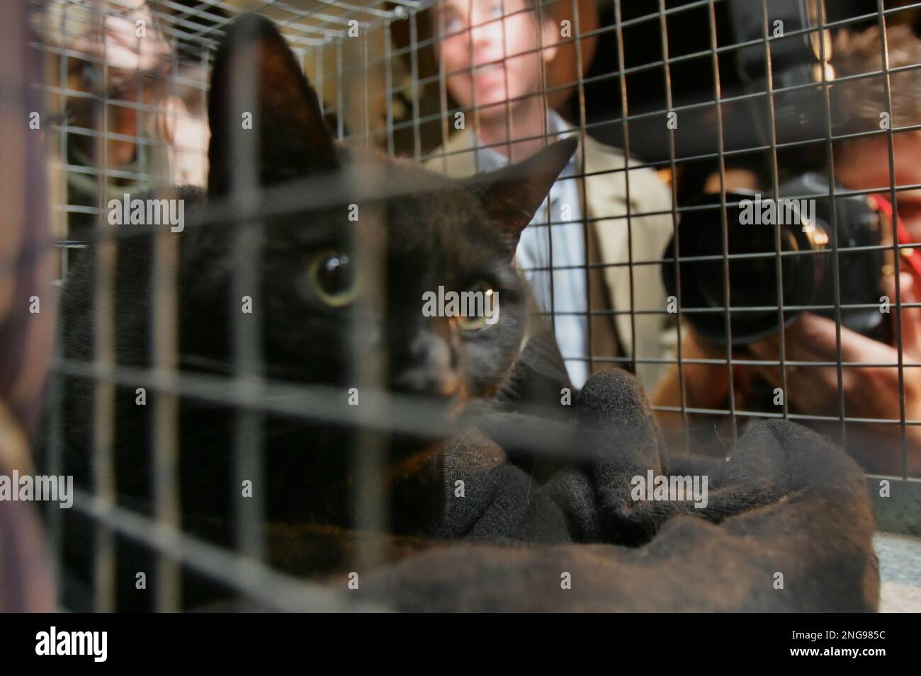 Molly, the 11-month-old cat, sits in a cage after she was rescued late ...