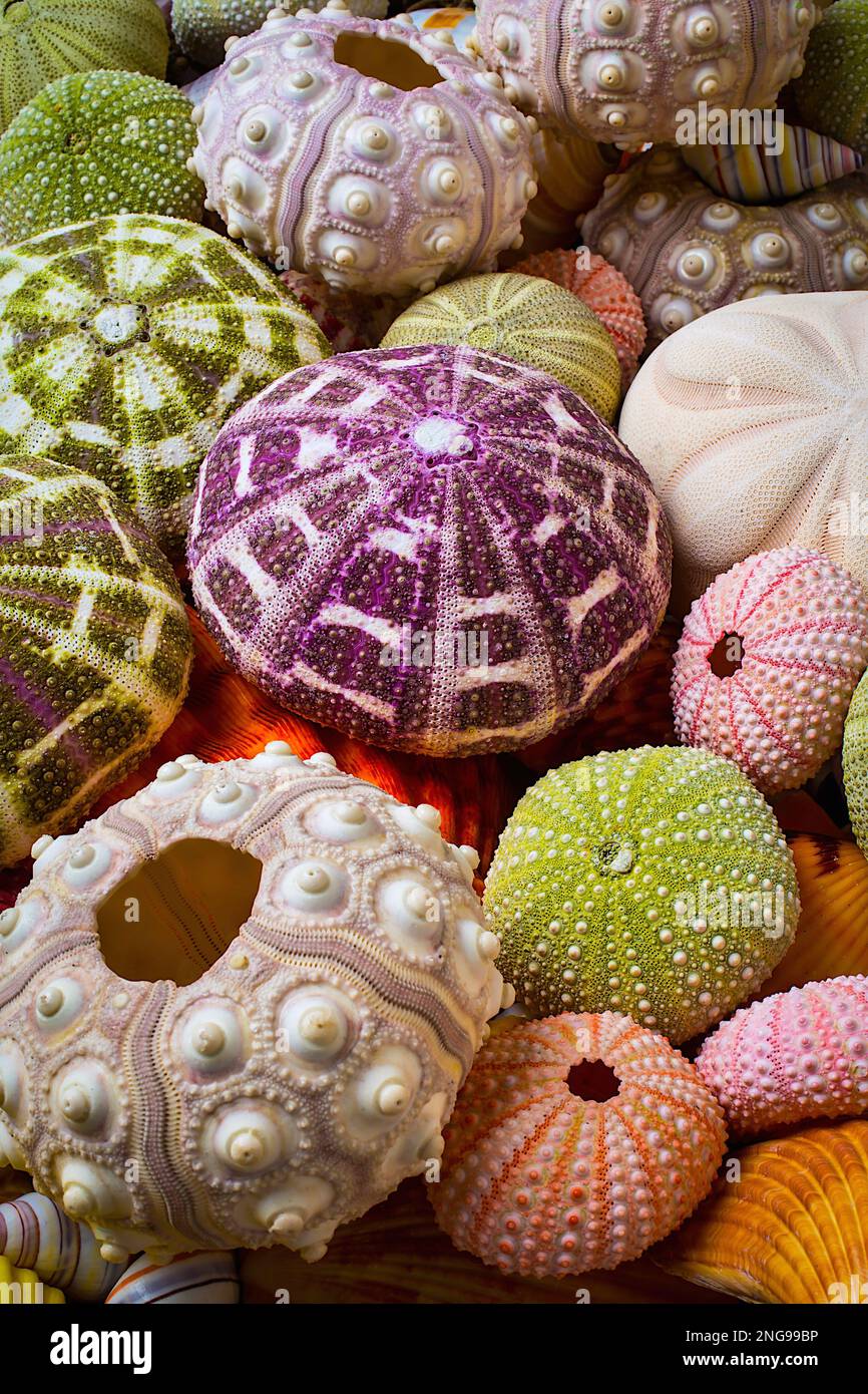 Purple urchins hi-res stock photography and images - Alamy