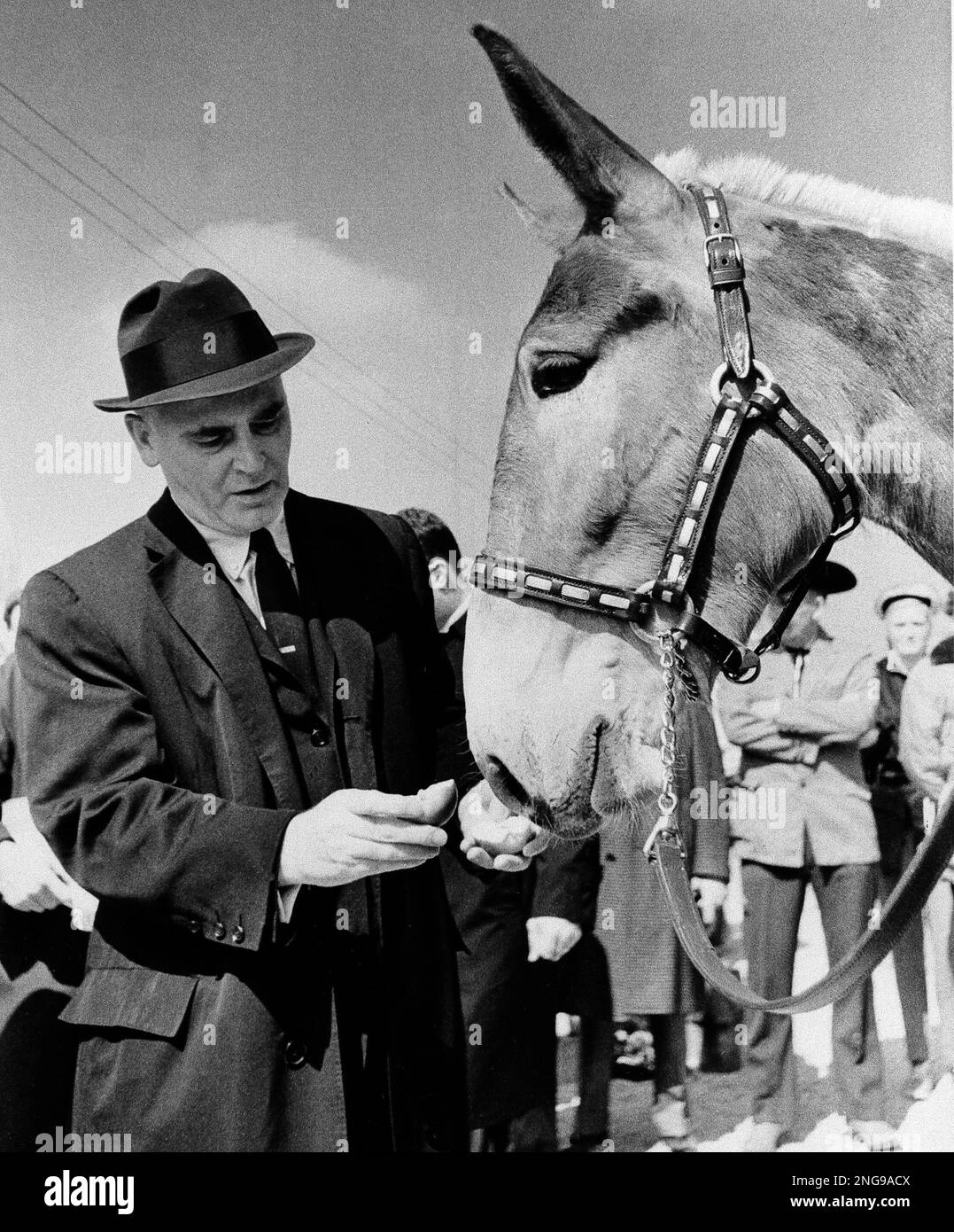 Kansas City Athletics owner Charlie Finley offers the team mascot ...