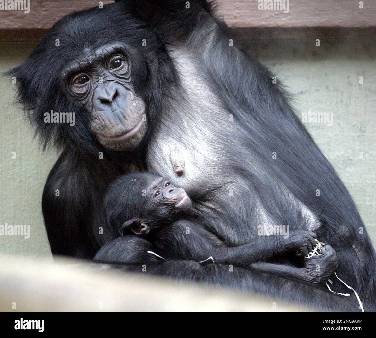 Der kleine Neugeborene Bonobo Affe Luebo wird von seiner Mutter Lisala ...