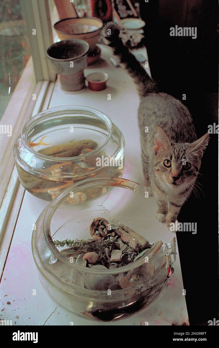 Cat next to a fish bowl. (AP Photo Stock Photo - Alamy