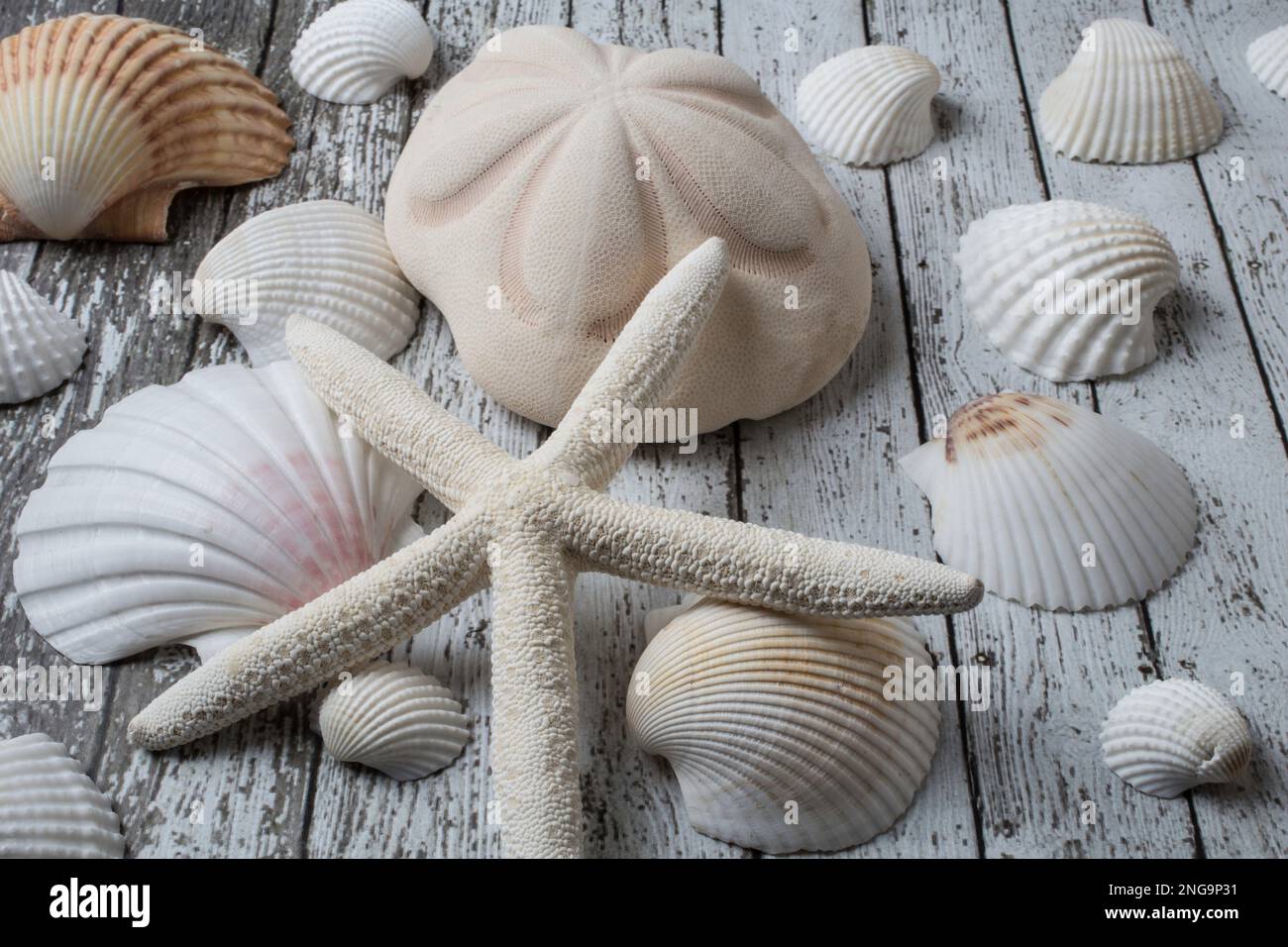 White starfish hi-res stock photography and images - Alamy