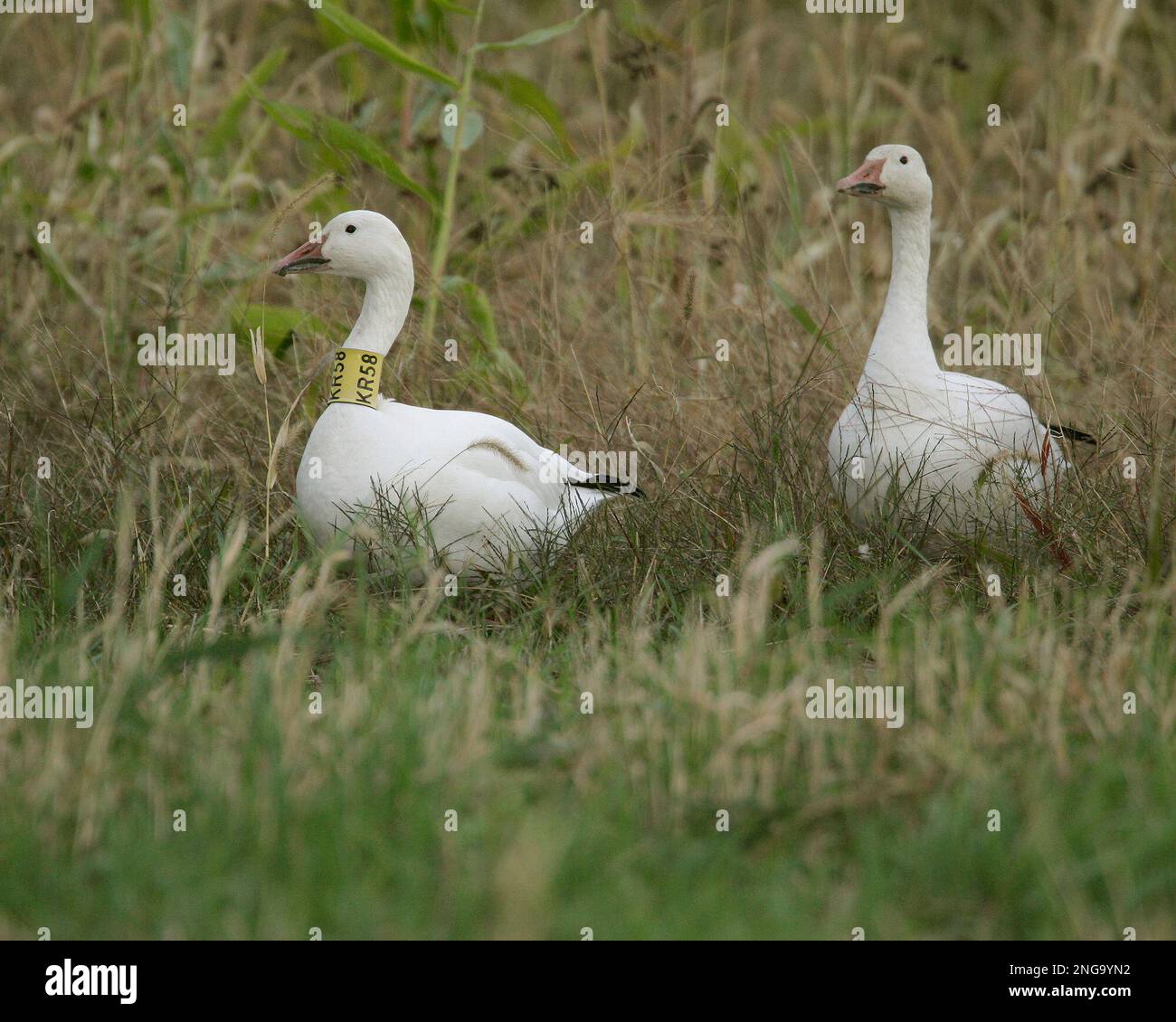 Migrating Snow Goose with a neck band shown Oct. 17, 2005 at Dead Creek ...