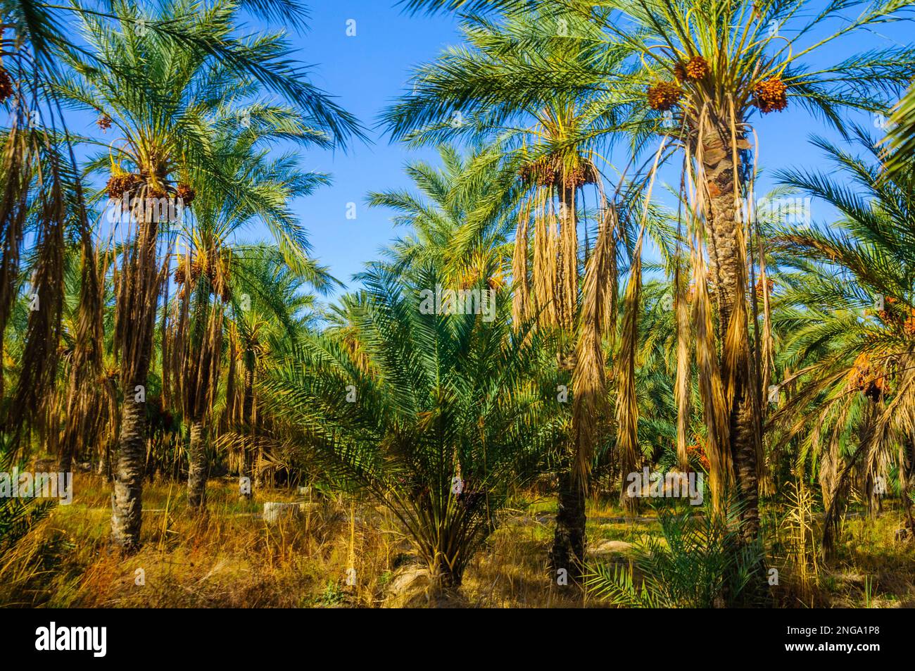 Date Palms in jungles in Tamerza oasis, Sahara Desert, Tunisia, Africa ...