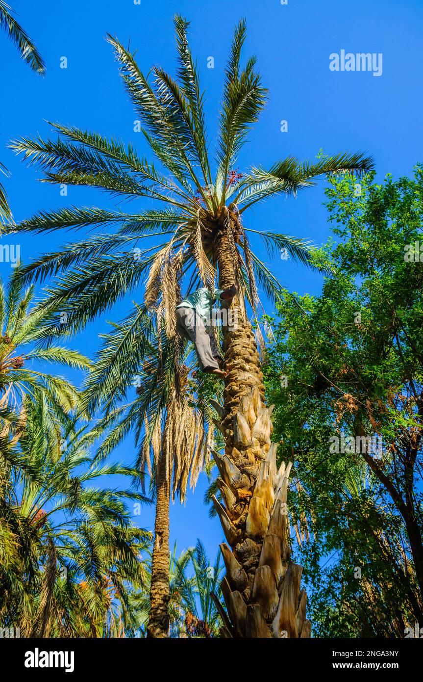Date Palms in jungles in Tamerza oasis, Sahara Desert, Tunisia, Africa ...