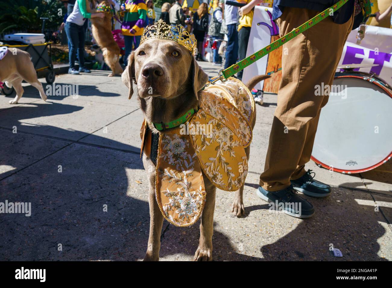 Dogs and their owners are seen at the Krewe Of Barkus parade on Sunday ...