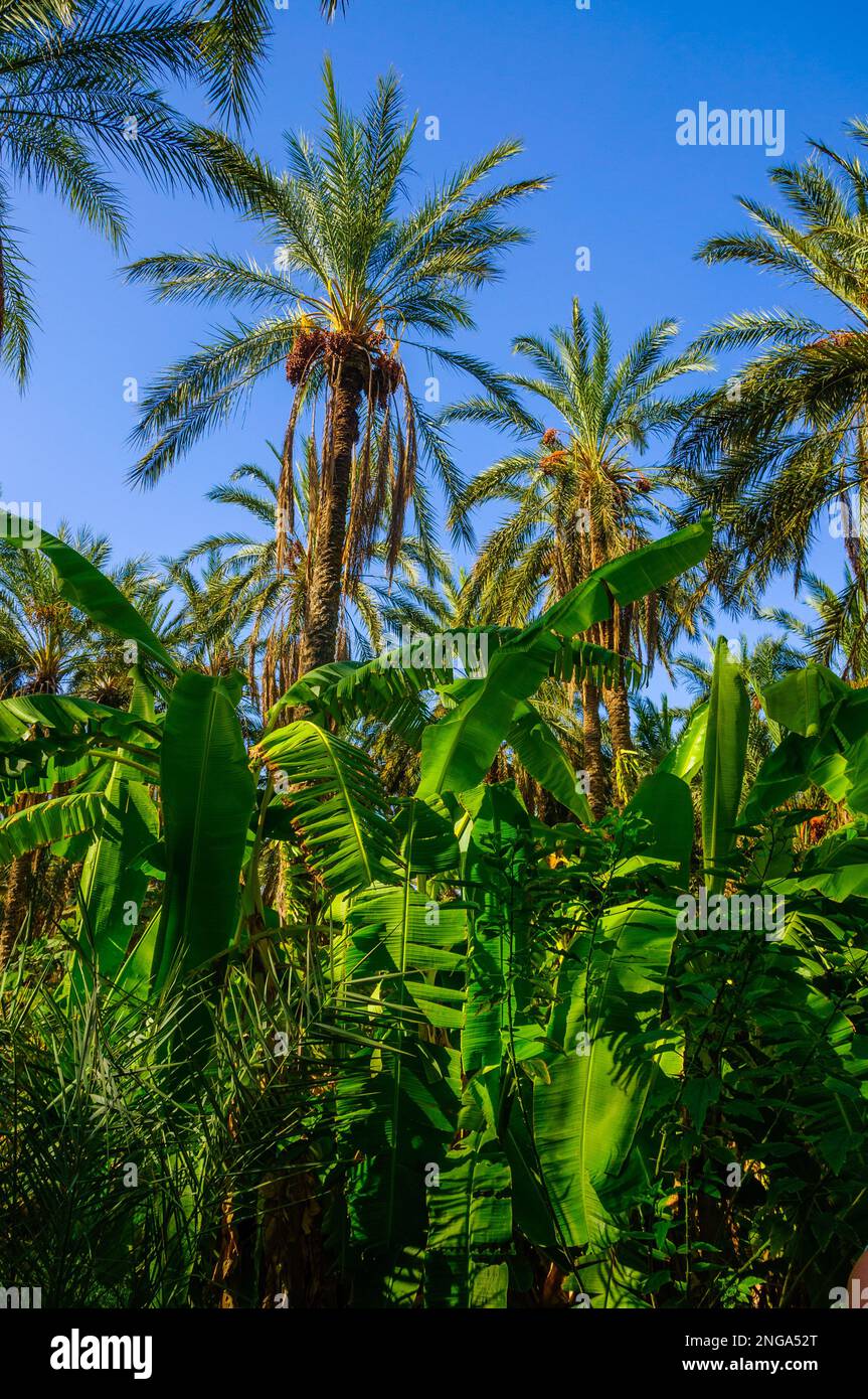 Date and banana Palms in jungles in Tamerza oasis, Sahara Desert ...