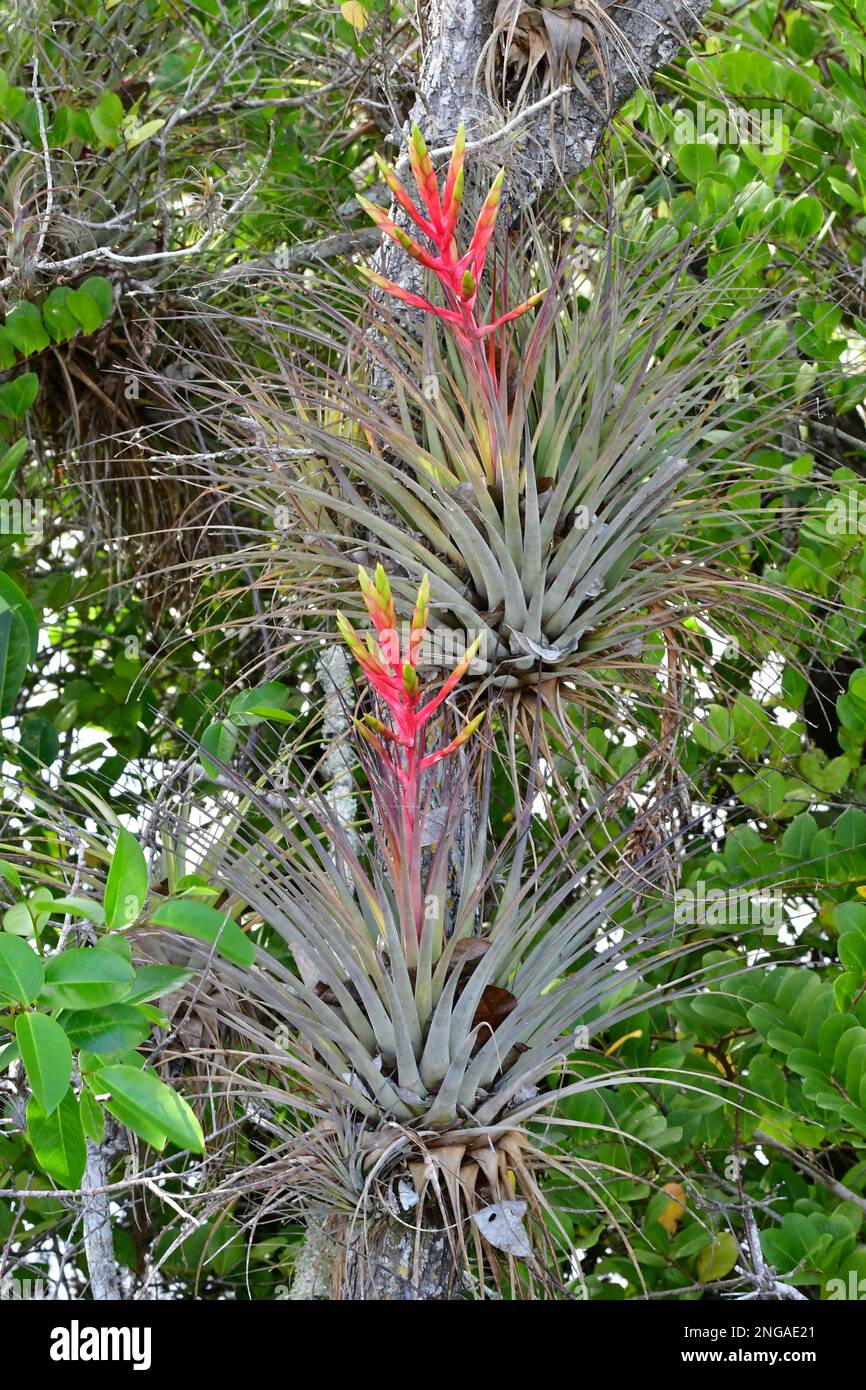Colorful red and yellow flower of bromeliad - Tillandsia fasciculata ...