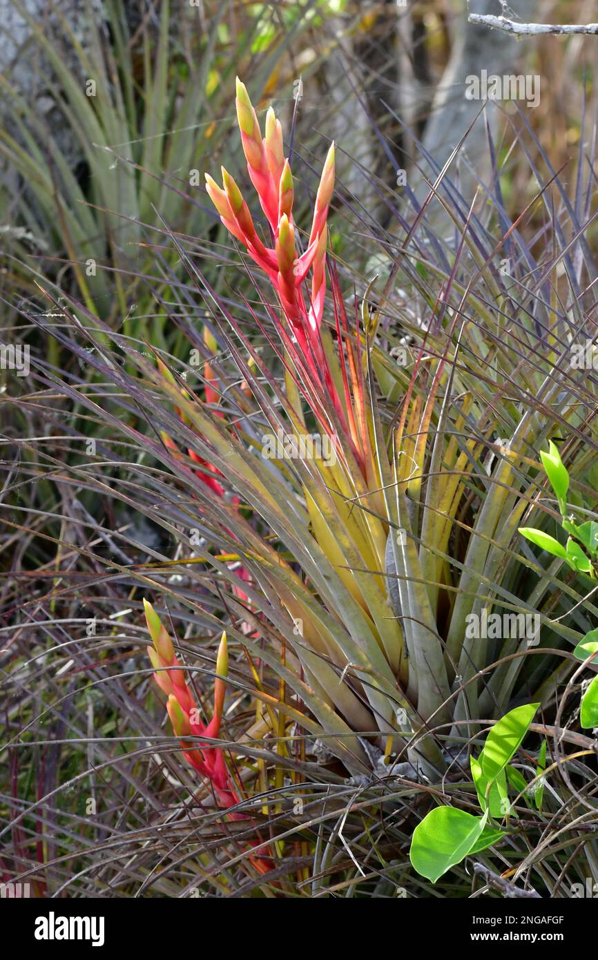 Colorful red and yellow flower of bromeliad - Tillandsia fasciculata ...