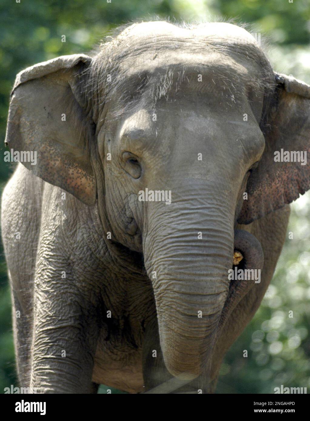 An elephant at the bronx zoo is shown in this May 29, 2003 photo. (AP ...