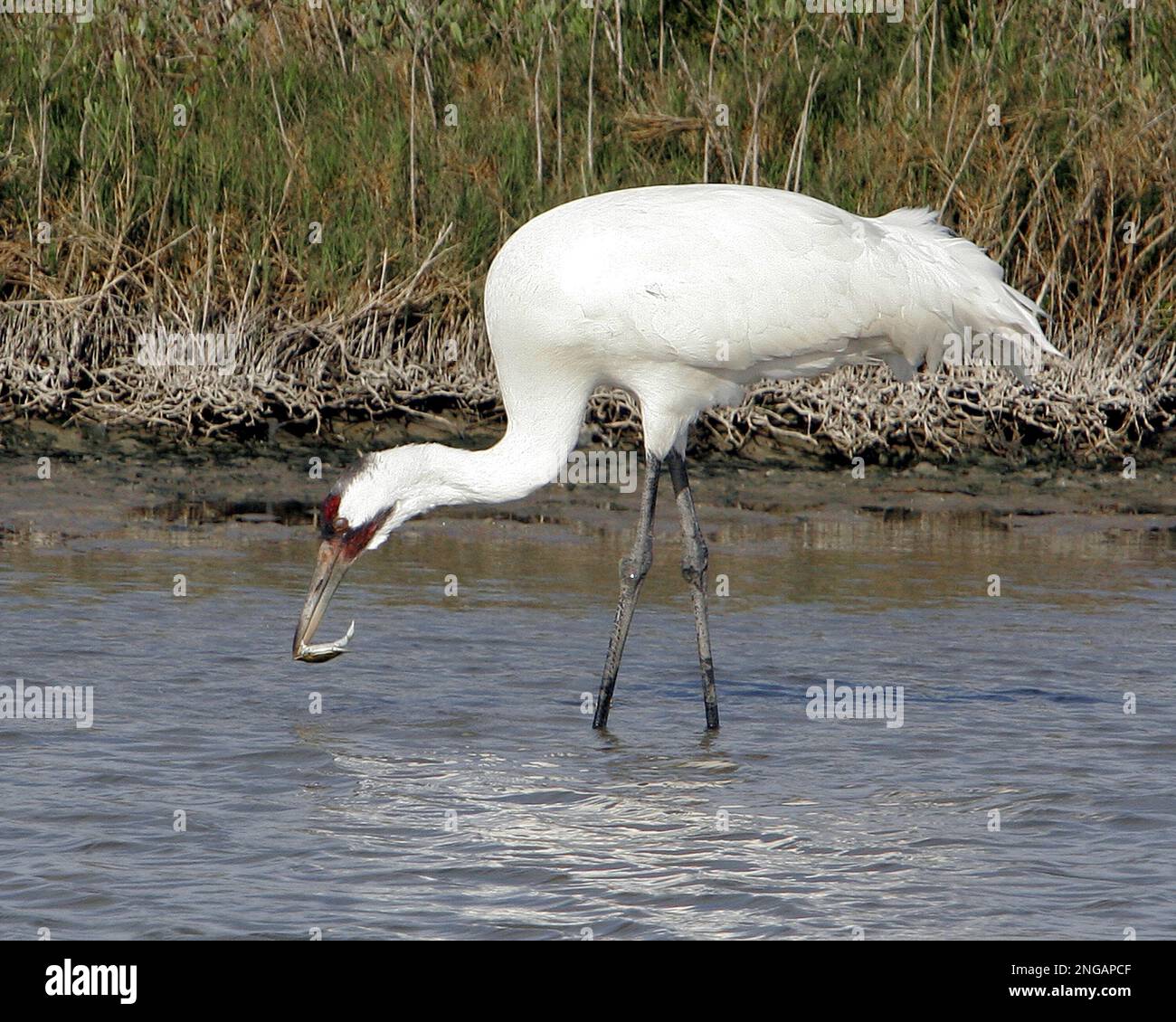 A whooping crane eats a crab at the Aransas National Wildlife Refuge ...