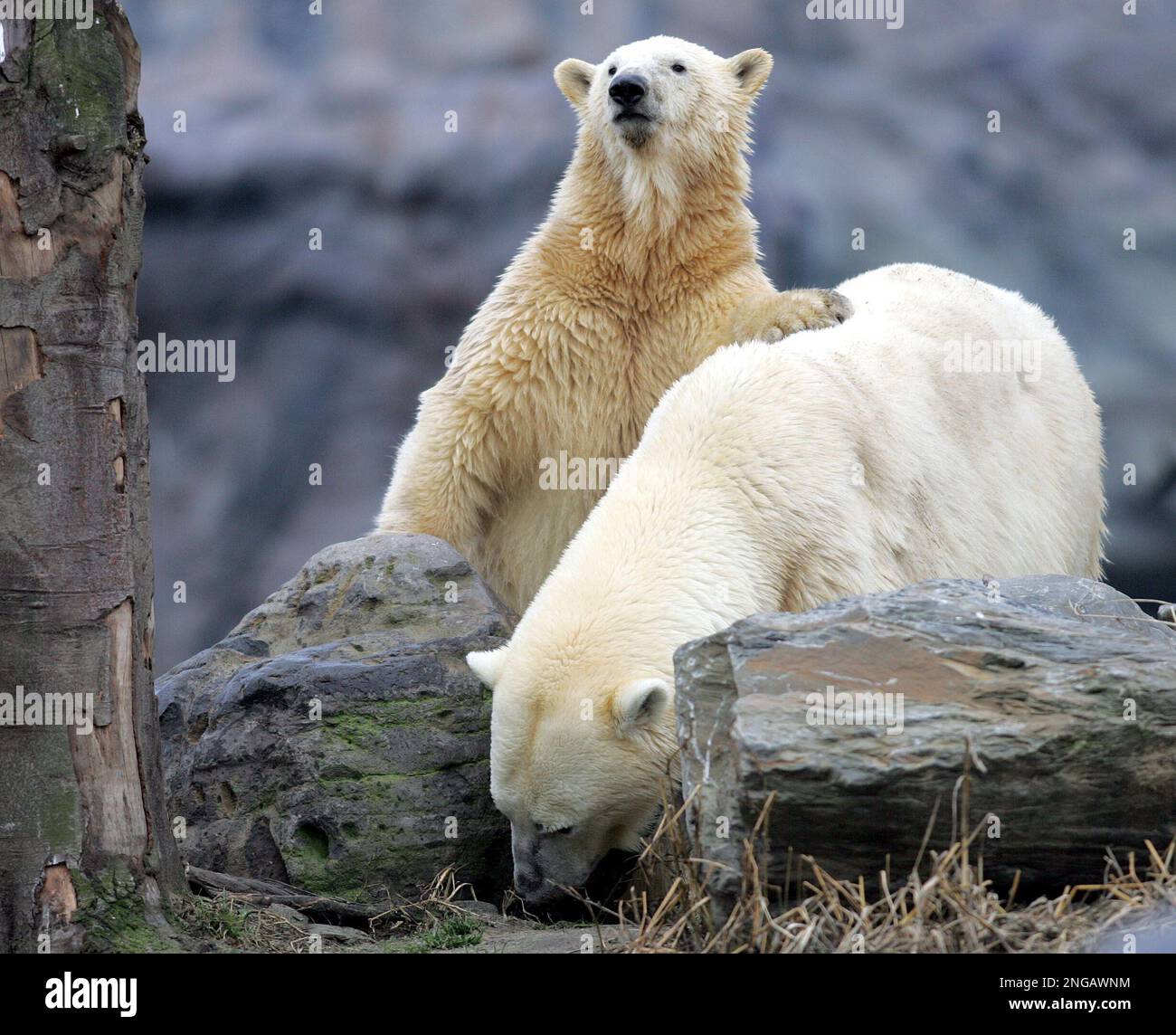 Polar bear Olinka, right, and her daughter Lara inspect their enclosure ...