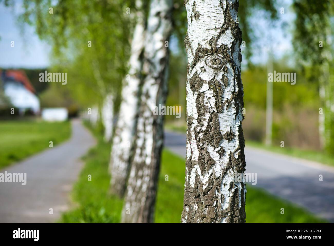 Tree. White trunk, birch near the road Stock Photo - Alamy