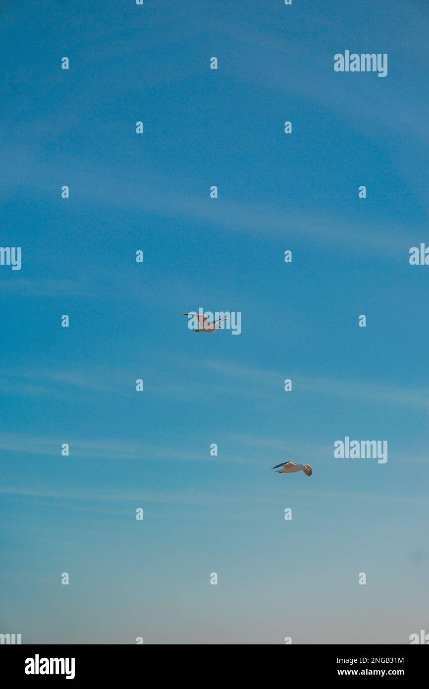 Birds fly over head hi-res stock photography and images - Alamy