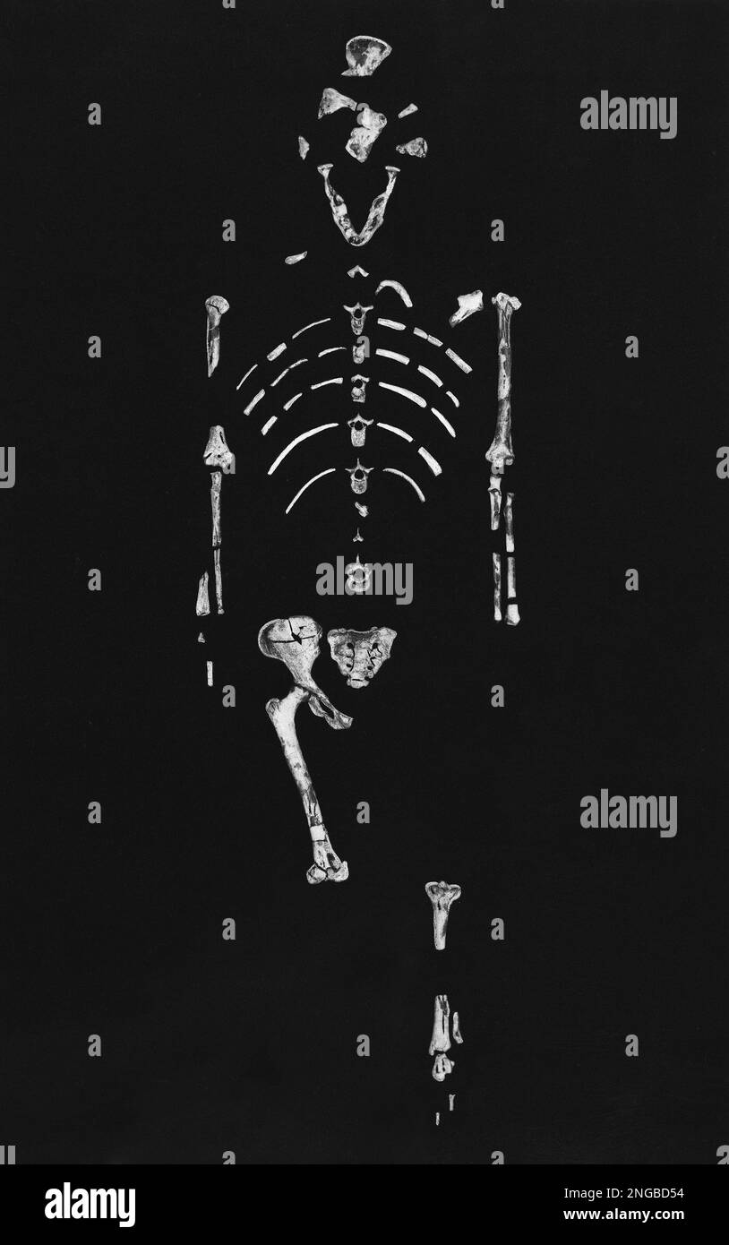 The fossil skeleton known as Lucy is seen here on display at the ...