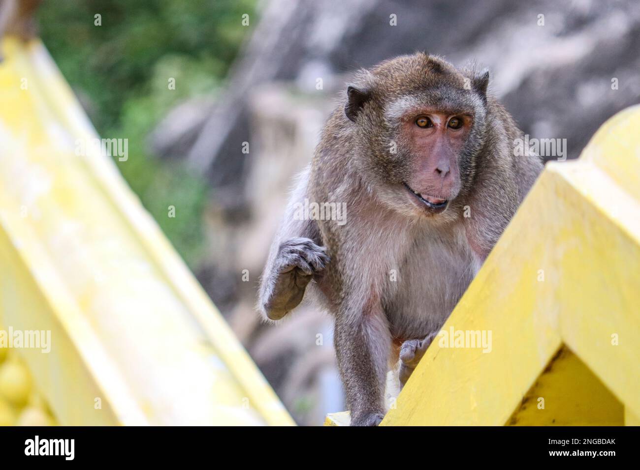 Cute laughing disorganized monkey. Macaque itches Stock Photo - Alamy