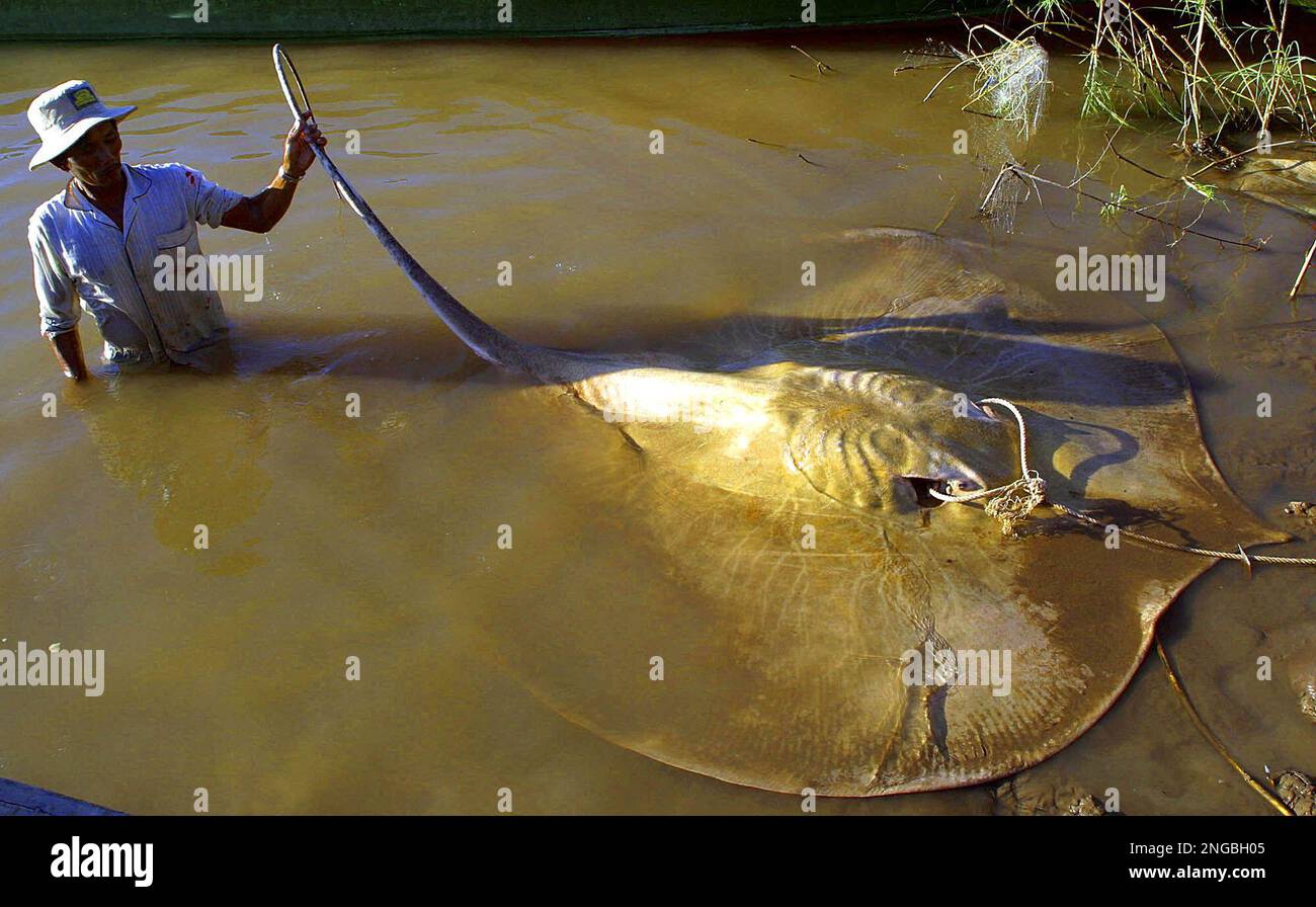 A Cambodian fisherman holds a giant stingray fish on the Mekong River ...