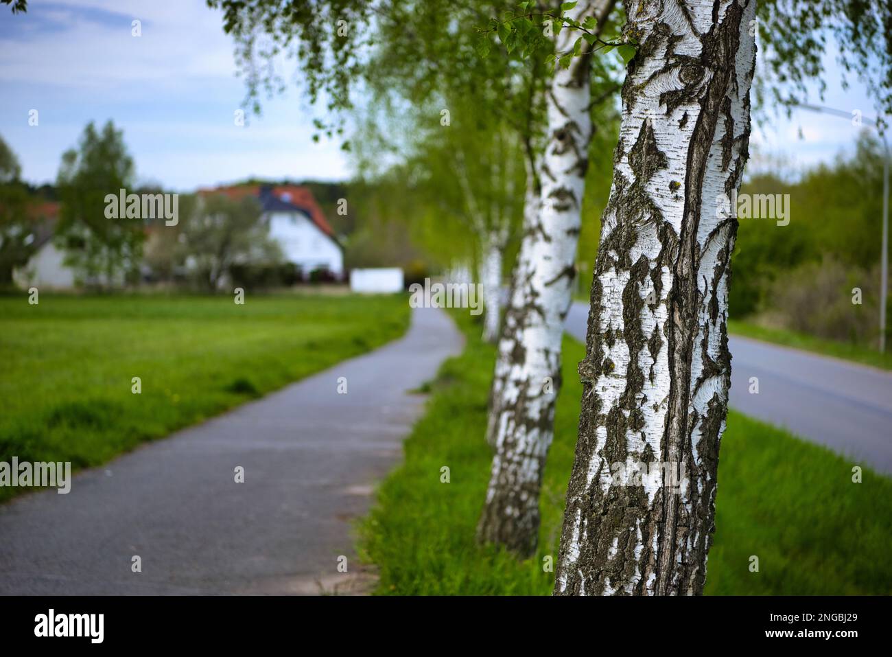Tree. White trunk, birch near the road Stock Photo - Alamy
