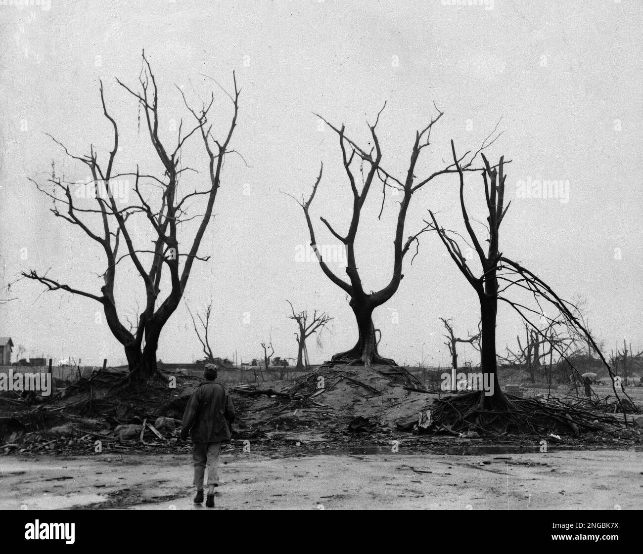 Skeletons of trees dominate the landscape in Hiroshima, Sept. 8, 1945 ...