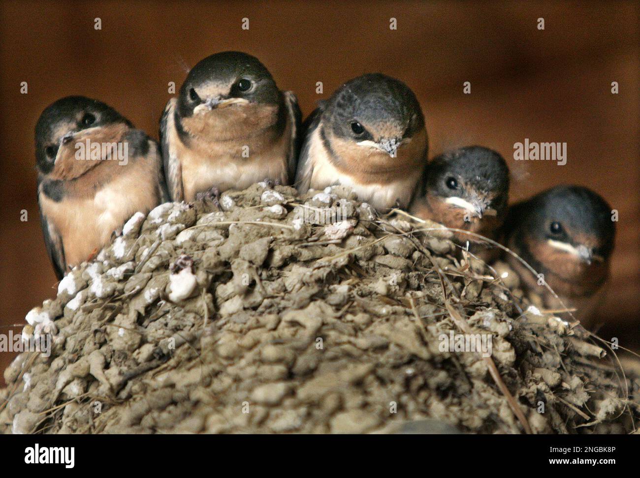 Five baby barn swallows peer out from their nest in the rafters of a ...