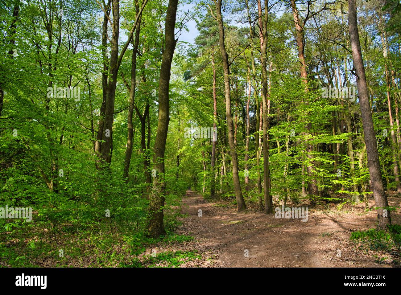 Fresh green forest landscape in spring in Germany, Hessen, Roedermark ...