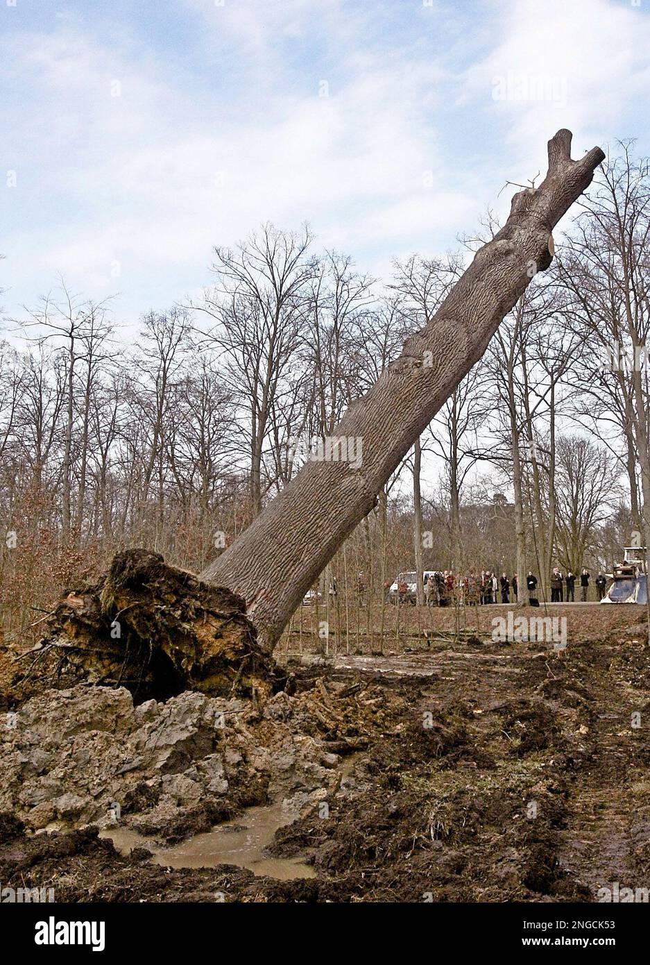 Marie Antoinette's oak tree being pulled down to the ground in the ...