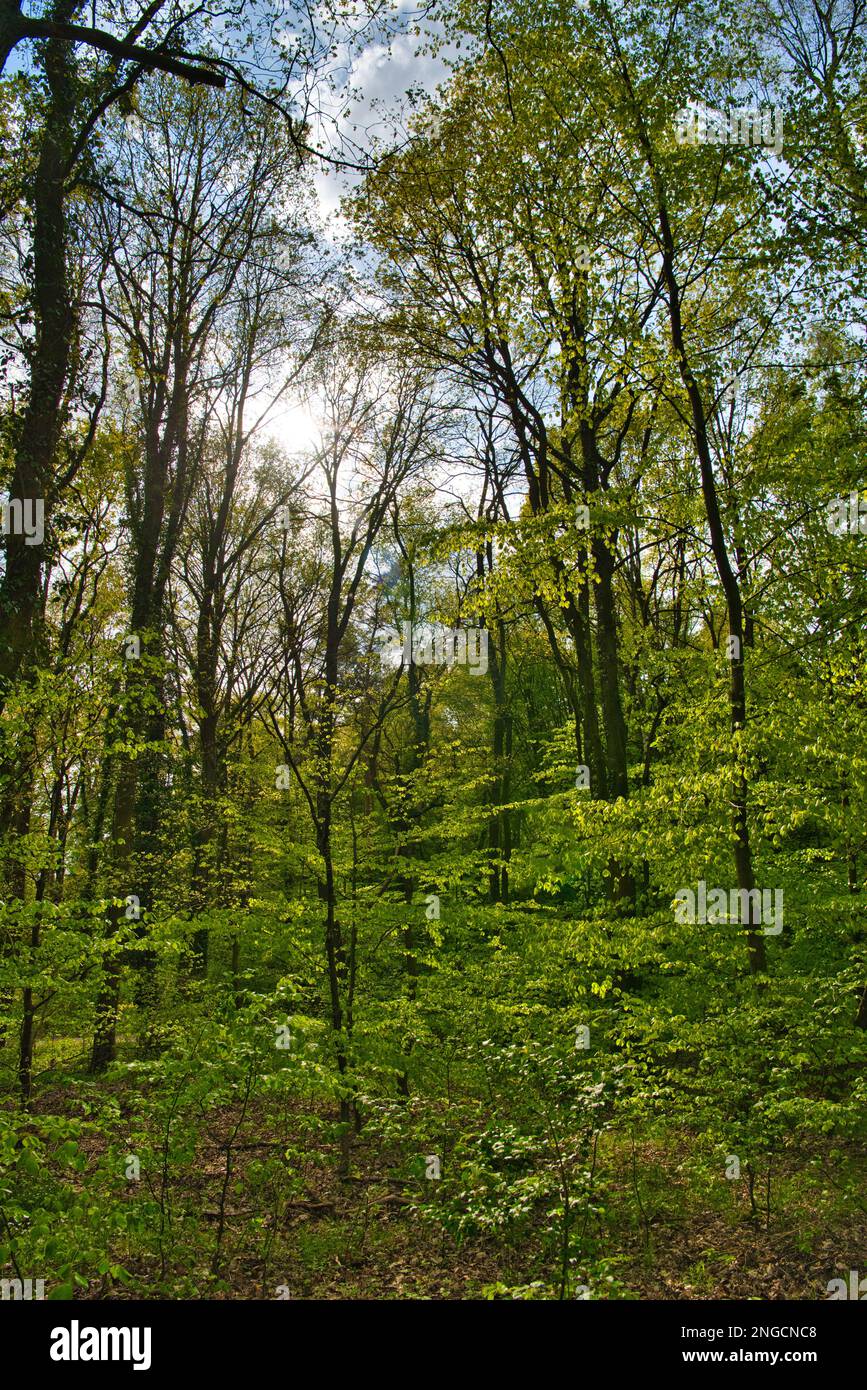 Fresh green forest landscape in spring in Germany, Hessen, Roedermark ...