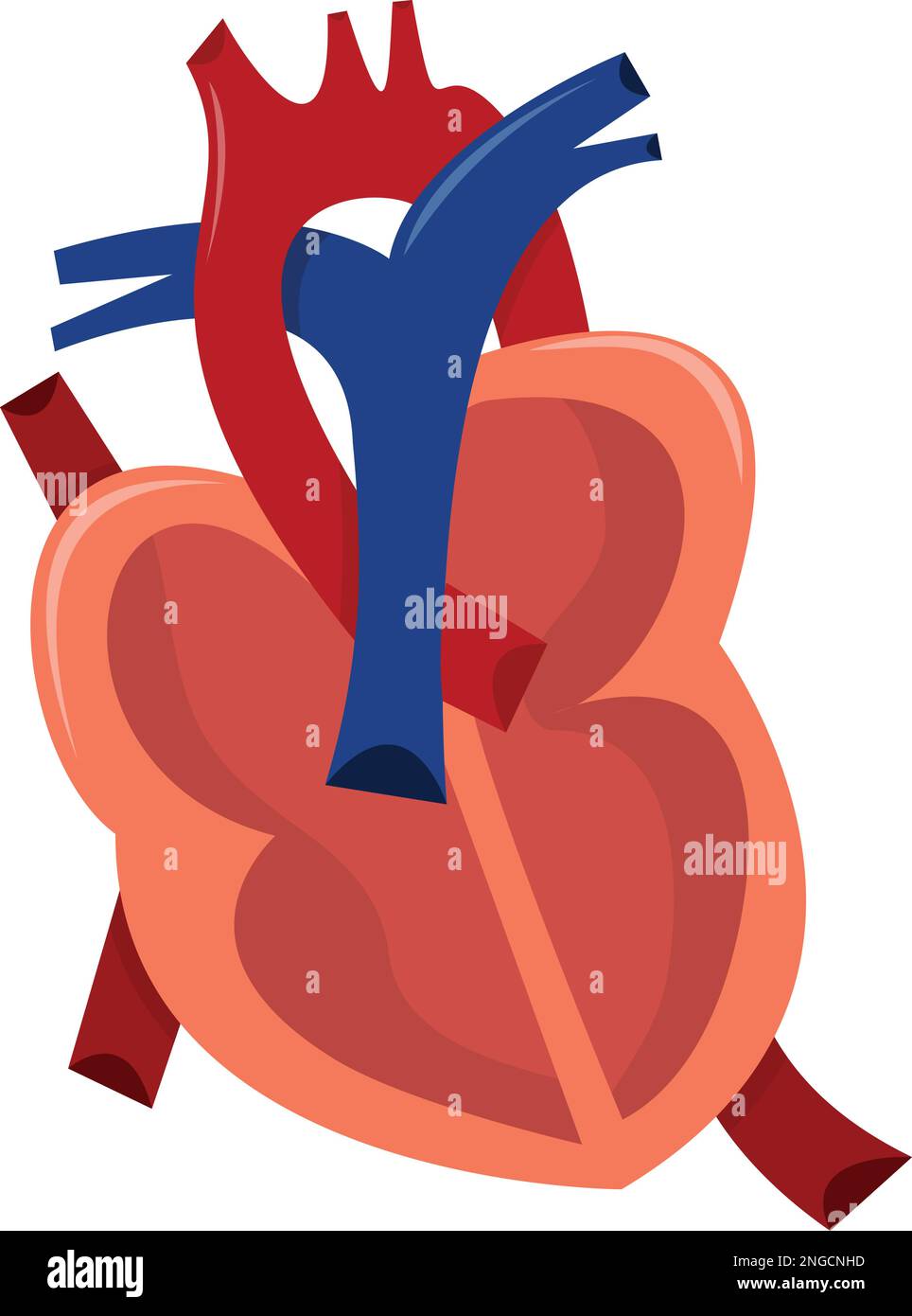 A stylized vector illustration of a cross section of human heart Stock ...