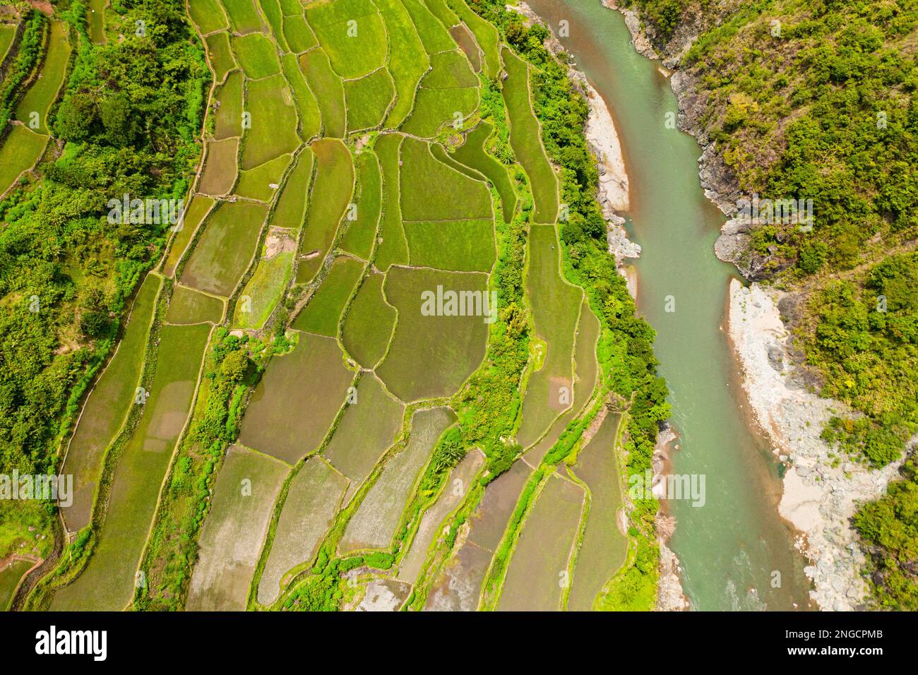 Aerial drone of rice terraces with growing plants in the water ...