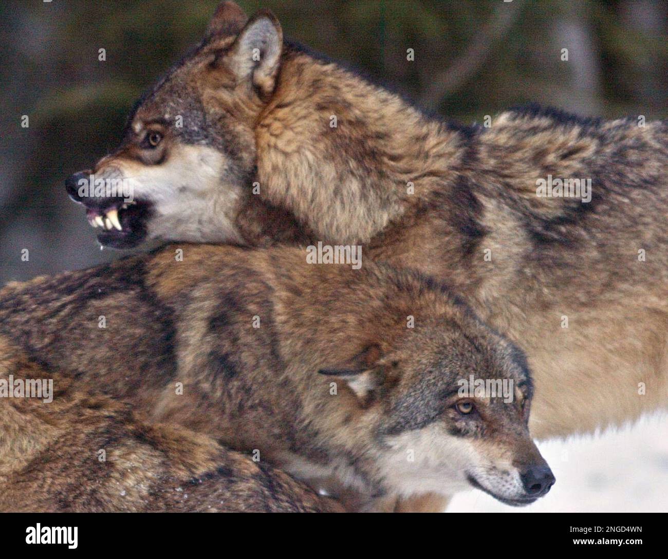 Two of the ten wolves that were released Thursday, Dec. 16, 2004 in a ...