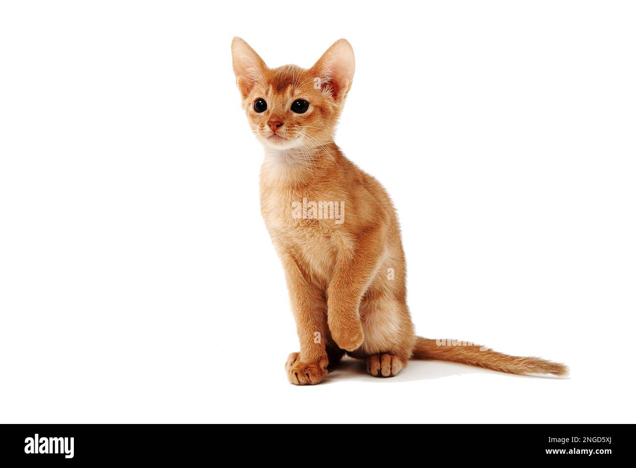 Abyssinian red kitten on a white isolated background Stock Photo - Alamy